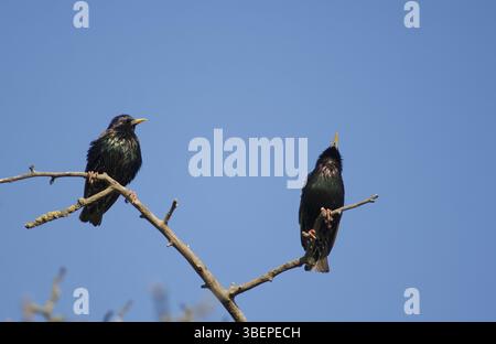 Common starlings mating (Sturnus vulgaris). Male and female birds ...