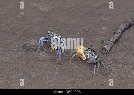 Fiddler crab mating (Decapoda Stock Photo - Alamy