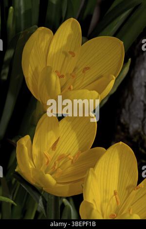 Autumn golden cup (Sternbergia lutea Stock Photo - Alamy