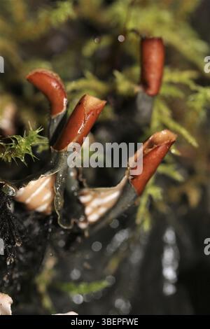 Finger-fruited shield lichen (Peltigera polydactylon Stock Photo - Alamy