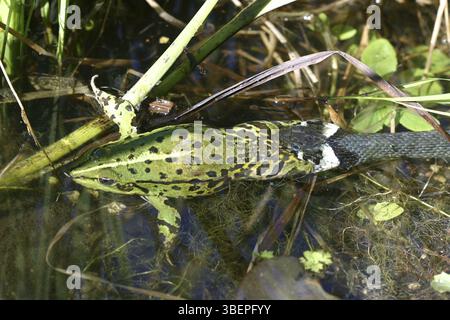 Grass snake with captured pond frog (Natrix natrix Stock Photo - Alamy