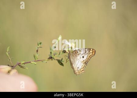 Florida noble butterfly with crab spider (Anartia jatrophae Stock Photo ...