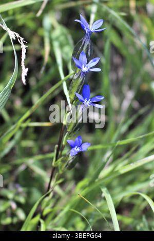 Snow gentian, Gentiana nivalis, Snow gentian Stock Photo - Alamy