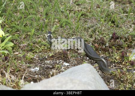 Adult male grass snake natrix natrix. Dorset, UK Stock Photo - Alamy