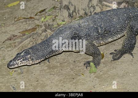 Palawan monitor lizard (Varanus palawanensis Stock Photo - Alamy