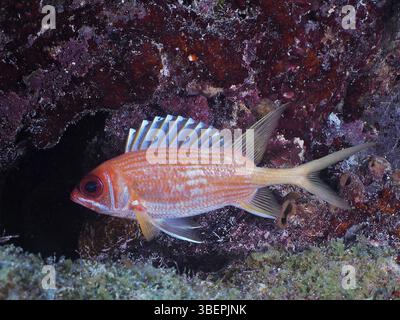 Long-spined hussar (Holocentrus rufus Stock Photo - Alamy