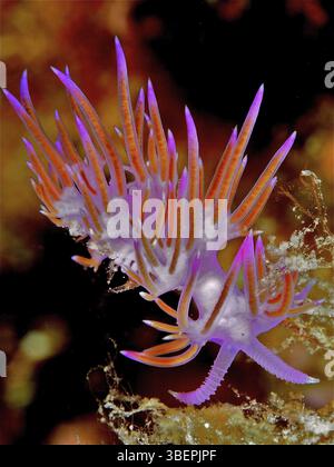 Purple (Flabellina affinis) thread snail, Mediterranean Sea, Rosas ...