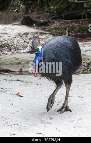 Helmeted Cassowary (Casuarius casuarius Stock Photo - Alamy