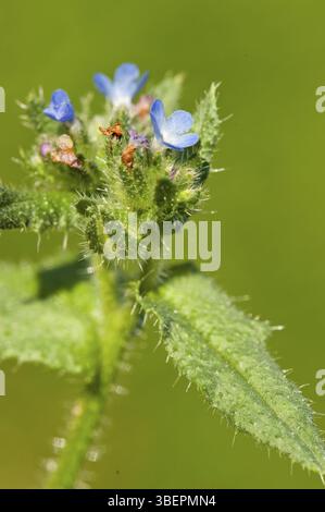 Bugloss, Anchusa arvensis, Lycopsis arvensis, small bugloss, annual bugloss, May, Sussex Stock ...