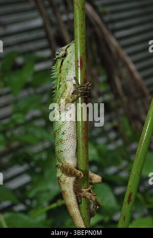 Saw-backed agame, beautiful lizard with cricket in its mouth (Calotes ...