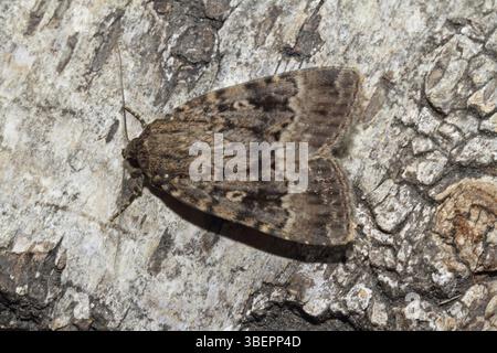 Pyramid owl (Amphipyra pyramidea Stock Photo - Alamy