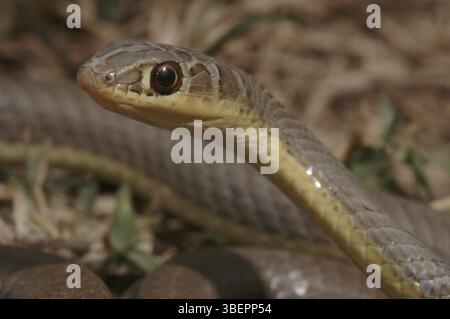 Olive sand snake (Psammophis mossambicus Stock Photo - Alamy