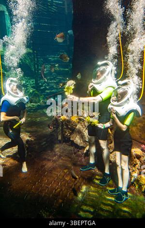 Sea Trek, snuba divers, snuba diving in a giant aquarium, Oahu, Hawaii ...