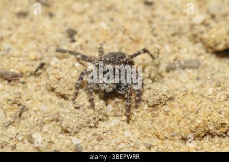 Four-spot jumping spider (Sitticus pubescens Stock Photo - Alamy