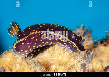 Nudibranch (Hypselodoris picta azorica). This subspecies is known only ...