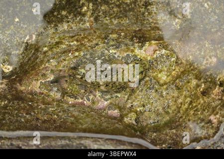 Giant Goby - Gobius cobitis Stock Photo - Alamy