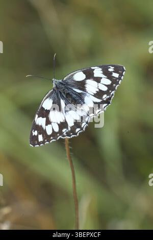 Checkerspot butterfly, Melanargia galathea, Nymphalidae Stock Photo - Alamy