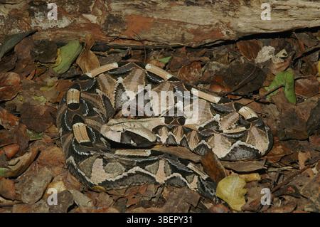 Eastern Gabon viper (Bitis gabonica Stock Photo - Alamy