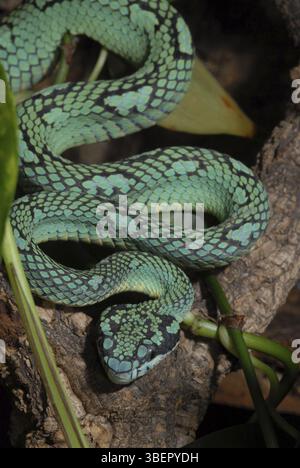 Ceylon bamboo viper (Trimeresurus trigonocephalus Stock Photo - Alamy