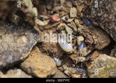 Lasius niger workers carry larvae through their burrow in limestone ...