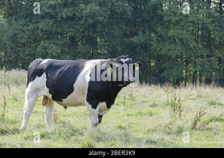 Black and white lowland cattle Bull Stock Photo - Alamy