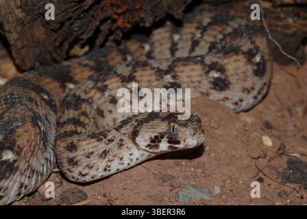 West African Carpet Viper (Echis ocellatus), Ocellated Carpet Viper ...