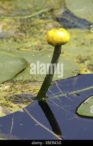 Nuphar variegata (Yellow Pond-lily) or verigated pond lily refection in ...
