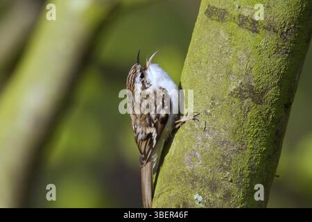 Woodcreeper - singing male (Certhia familiaris Stock Photo - Alamy