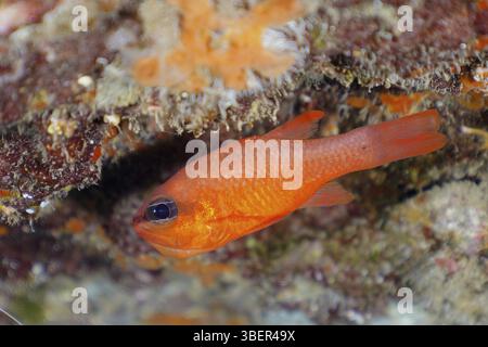 King mullet (Apogon imberbis Stock Photo - Alamy