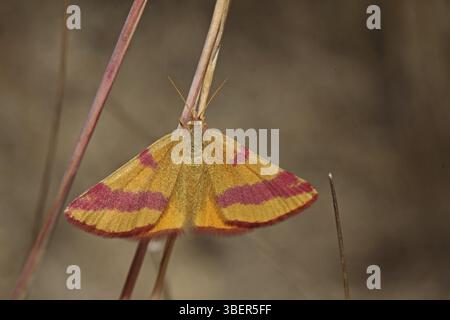 Dock purple moth (Lythria cruentaria Stock Photo - Alamy