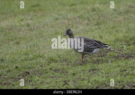 Tundra Bean goose, Anser fabalis rossicus standing in wetland Stock ...