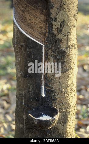 Rubber production (Hevea brasiliensis Stock Photo - Alamy