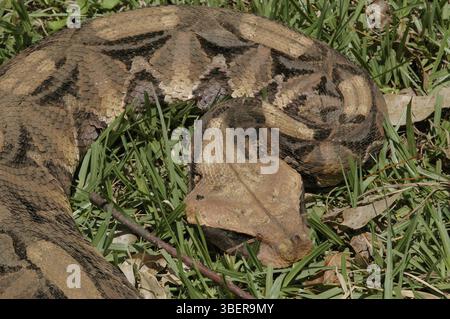 Eastern Gabon viper (Bitis gabonica Stock Photo - Alamy