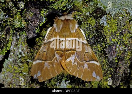 Birch moth (Endromis versicolora Stock Photo - Alamy