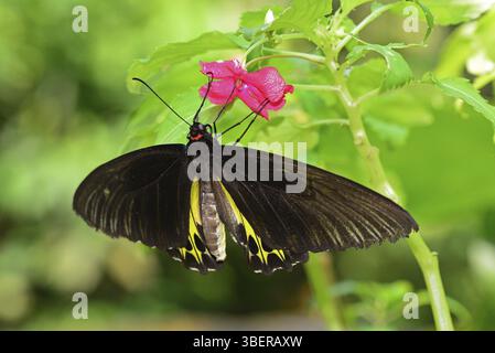Birdwing, male (Troides helena Stock Photo - Alamy