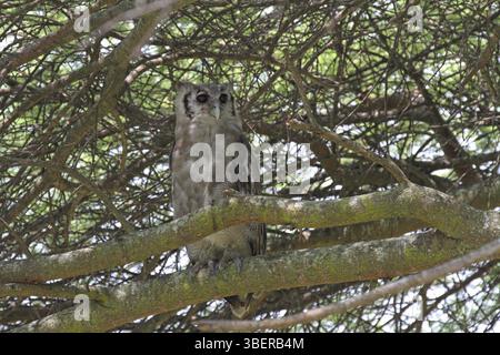 Milk Eagle Owl, (Bubo lacteus), Milk Eagle Owl colourful young bird ...