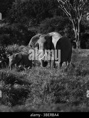 African elephant (African Elephantus Stock Photo - Alamy
