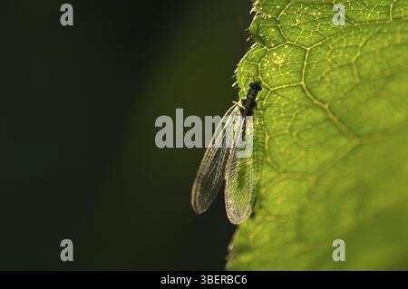 Green pearl eye (Chrysopa perla Stock Photo - Alamy