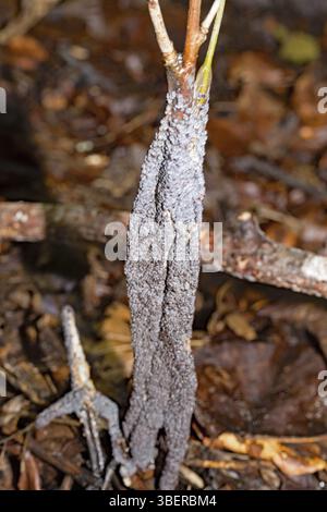 Grey grass slime mould (Physarum cinereum Stock Photo - Alamy