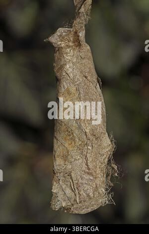 Tree of God moth or Ailanthus moth (Samia cynthia), caterpillar Stock ...