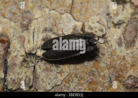 Small firefly (Lamprohiza splendidula Stock Photo - Alamy
