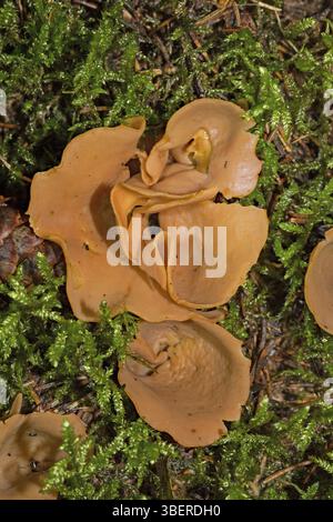 Coniferous wood earling (Otidea abietina Stock Photo - Alamy