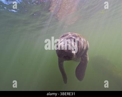 Round-tailed manatee juvenile (Trichechus manatus Stock Photo - Alamy