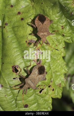 Rhombic Leatherbug (Syromastus rhombeus), Insecta, 59240, Lietuva Stock ...