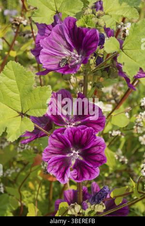 Common Mallow Cultivar, Malva sylvestris "Primley Blue", Malvaceae ...