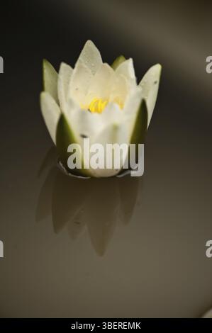Water lily (Nyphaea alba Stock Photo - Alamy