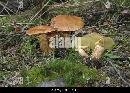 Butter boletus (Suillus luteus Stock Photo - Alamy