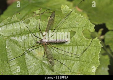 Snake Tipula lateralis (Tipula lateralis Stock Photo - Alamy
