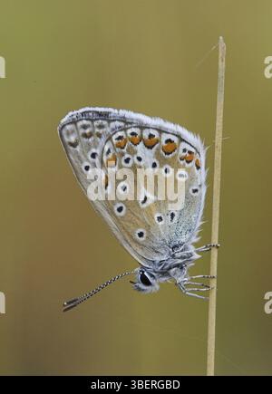 Blue hackle blue (Polyommatus icarus Stock Photo - Alamy