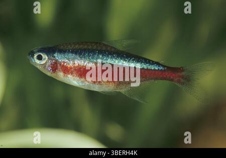 Neon (Paracheirodon axelrodi Stock Photo - Alamy